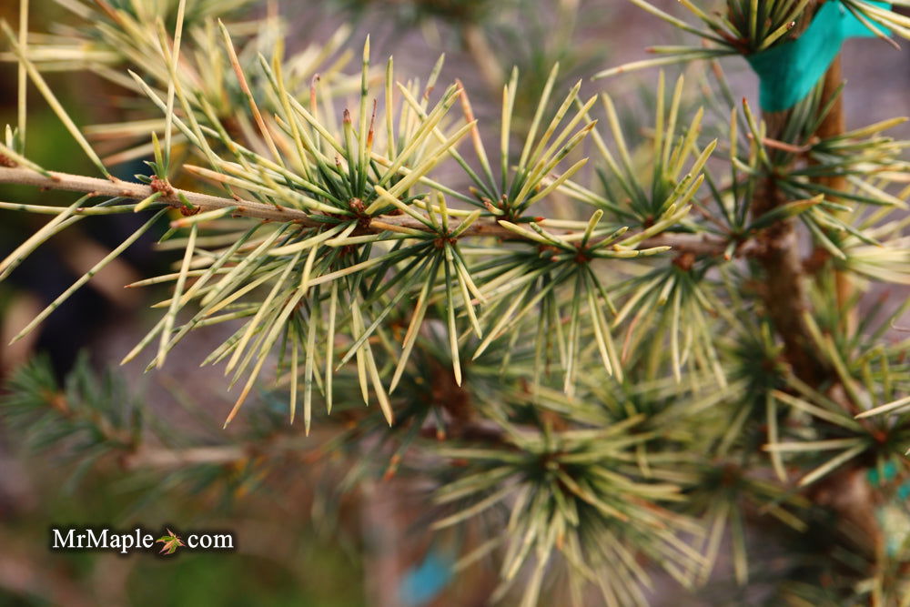 Buy Cedrus atlantica 'Sahara Ice' Variegated Blue Atlas Cedar — Mr ...