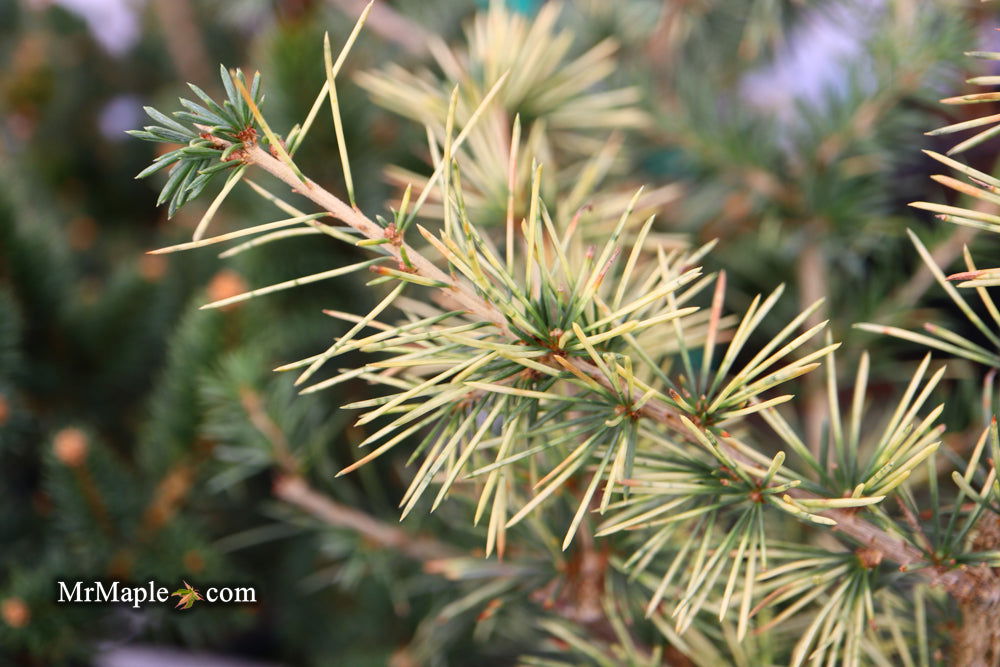 Buy Cedrus atlantica 'Sahara Ice' Variegated Blue Atlas Cedar — Mr ...