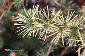 Buy Cedrus atlantica 'Sahara Ice' Variegated Blue Atlas Cedar — Mr ...