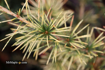 Buy Cedrus atlantica 'Sahara Ice' Variegated Blue Atlas Cedar — Mr ...