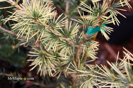 Buy Cedrus atlantica 'Sahara Ice' Variegated Blue Atlas Cedar — Mr ...