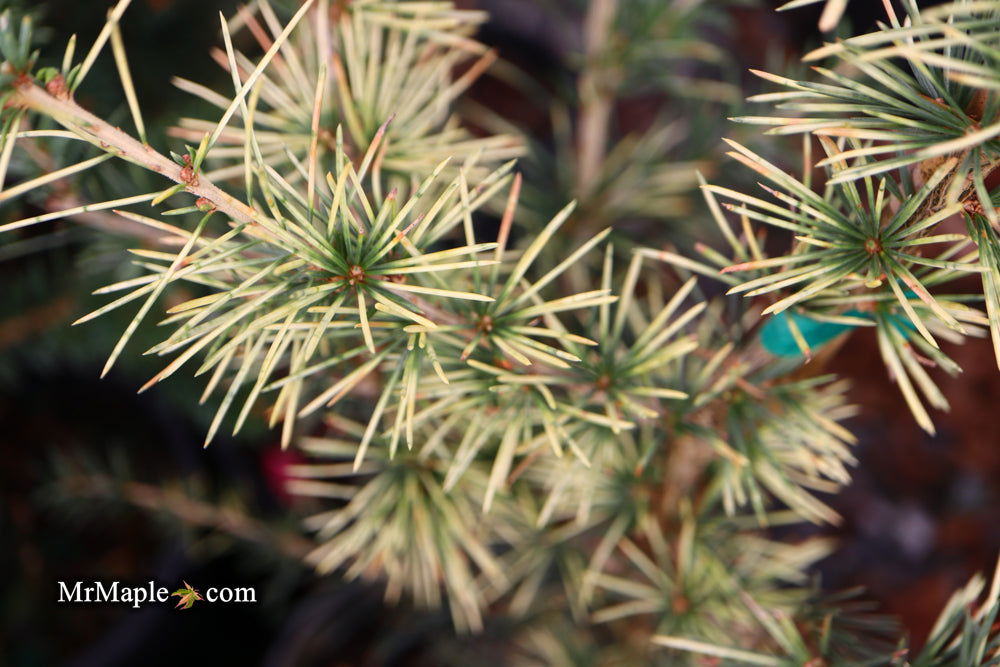 Buy Cedrus atlantica 'Sahara Ice' Variegated Blue Atlas Cedar — Mr ...