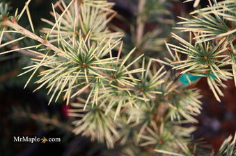 Buy Cedrus atlantica 'Sahara Ice' Variegated Blue Atlas Cedar — Mr ...