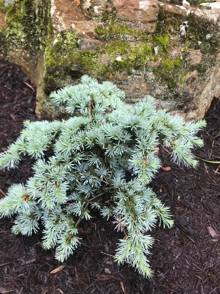 Buy Cedrus atlantica 'Sapphire Nymph' Dwarf Blue Atlas Cedar — Mr Maple ...