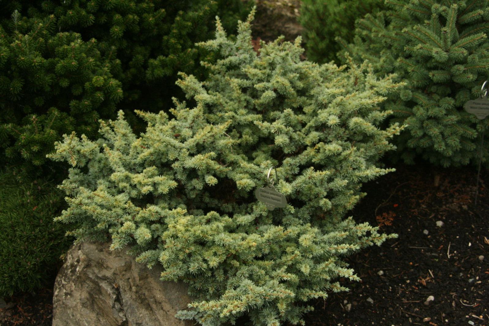 Buy Cedrus atlantica 'Sapphire Nymph' Dwarf Blue Atlas Cedar — Mr Maple ...