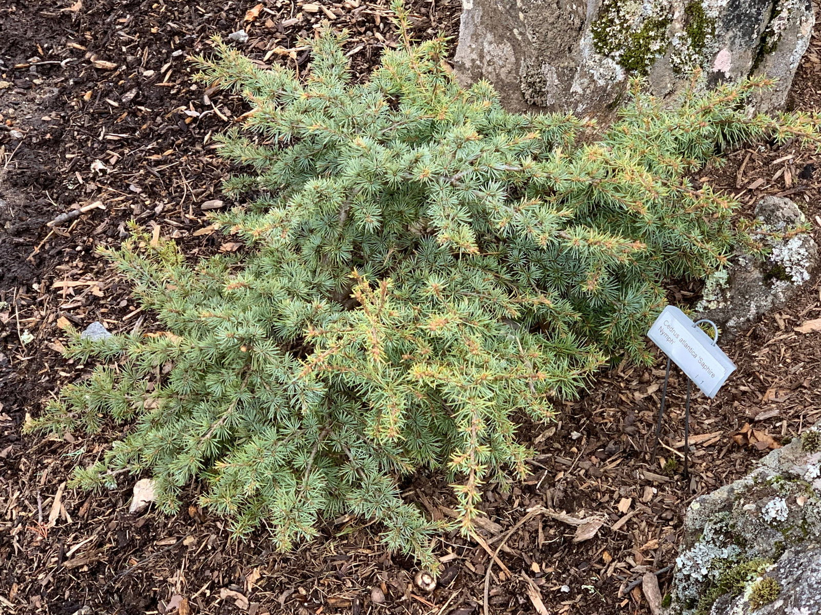 Buy Cedrus atlantica 'Sapphire Nymph' Dwarf Blue Atlas Cedar — Mr Maple ...