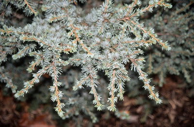 Buy Cedrus atlantica 'Sapphire Nymph' Dwarf Blue Atlas Cedar — Mr Maple ...