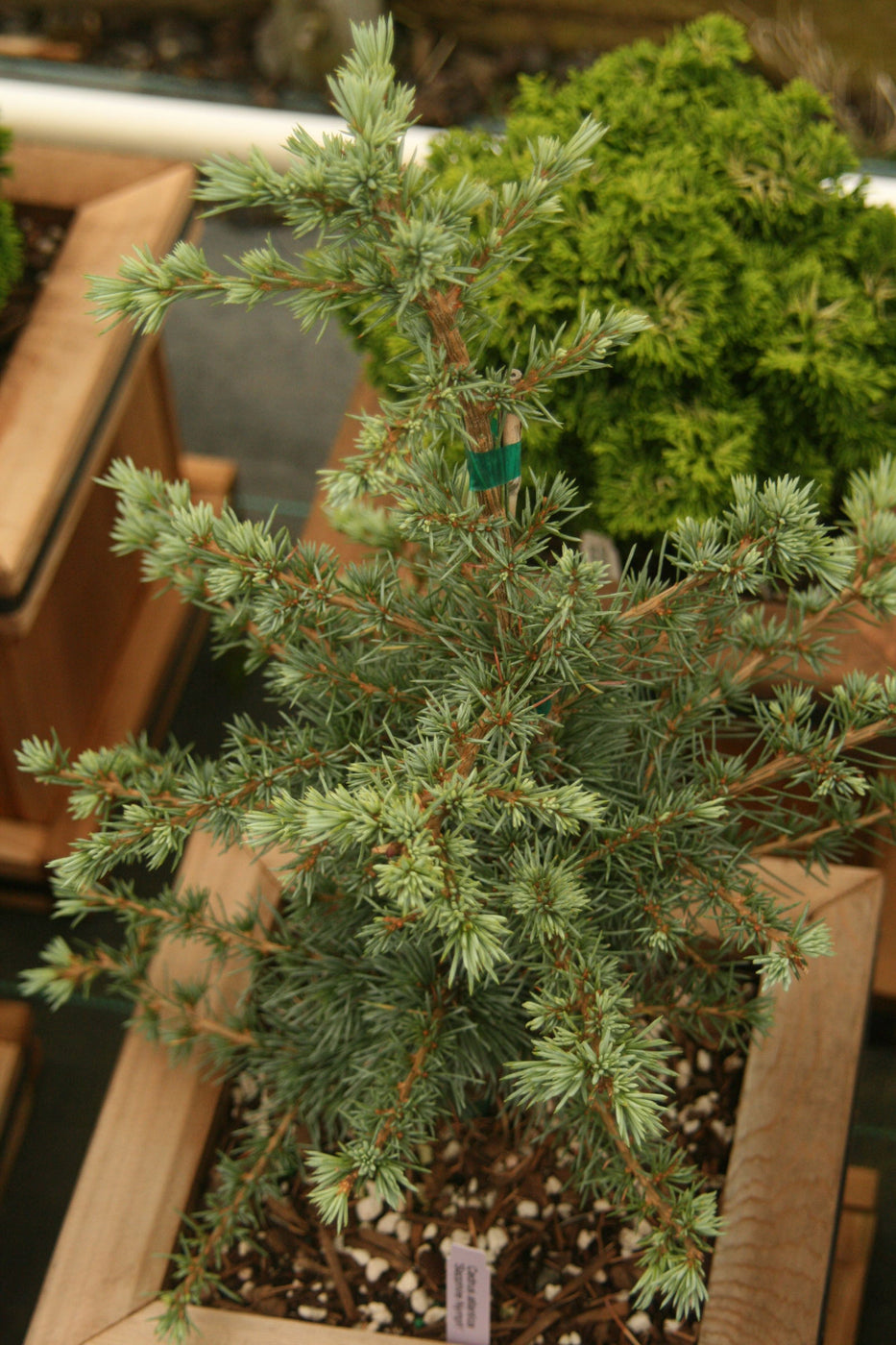 Buy Cedrus atlantica 'Sapphire Nymph' Dwarf Blue Atlas Cedar — Mr Maple ...