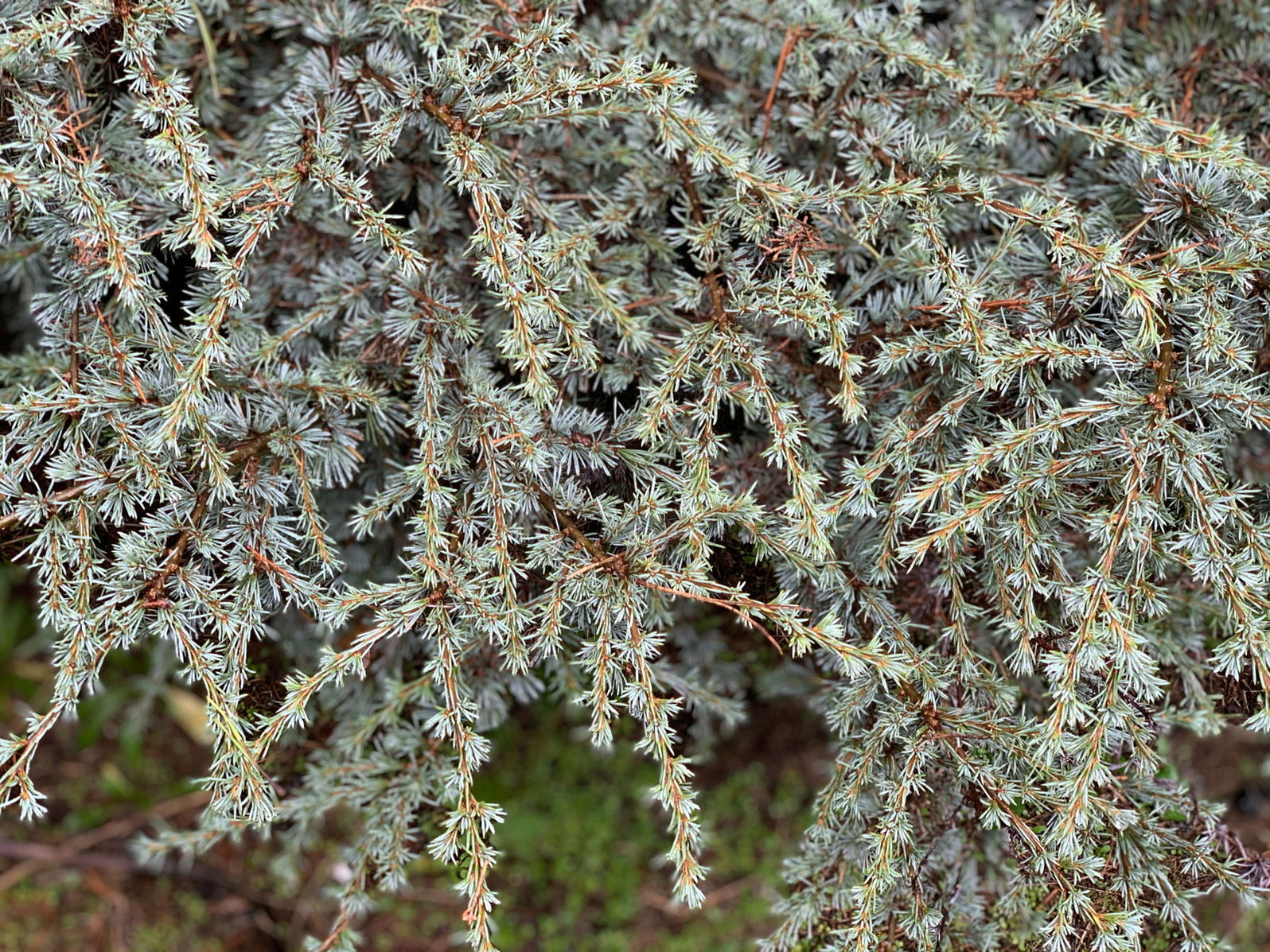 Buy Cedrus atlantica 'Sapphire Nymph' Dwarf Blue Atlas Cedar — Mr Maple ...