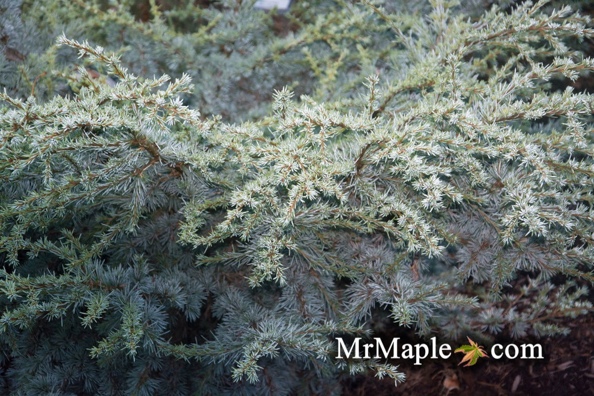 Buy Cedrus atlantica 'Sapphire Nymph' Dwarf Blue Atlas Cedar — Mr Maple ...