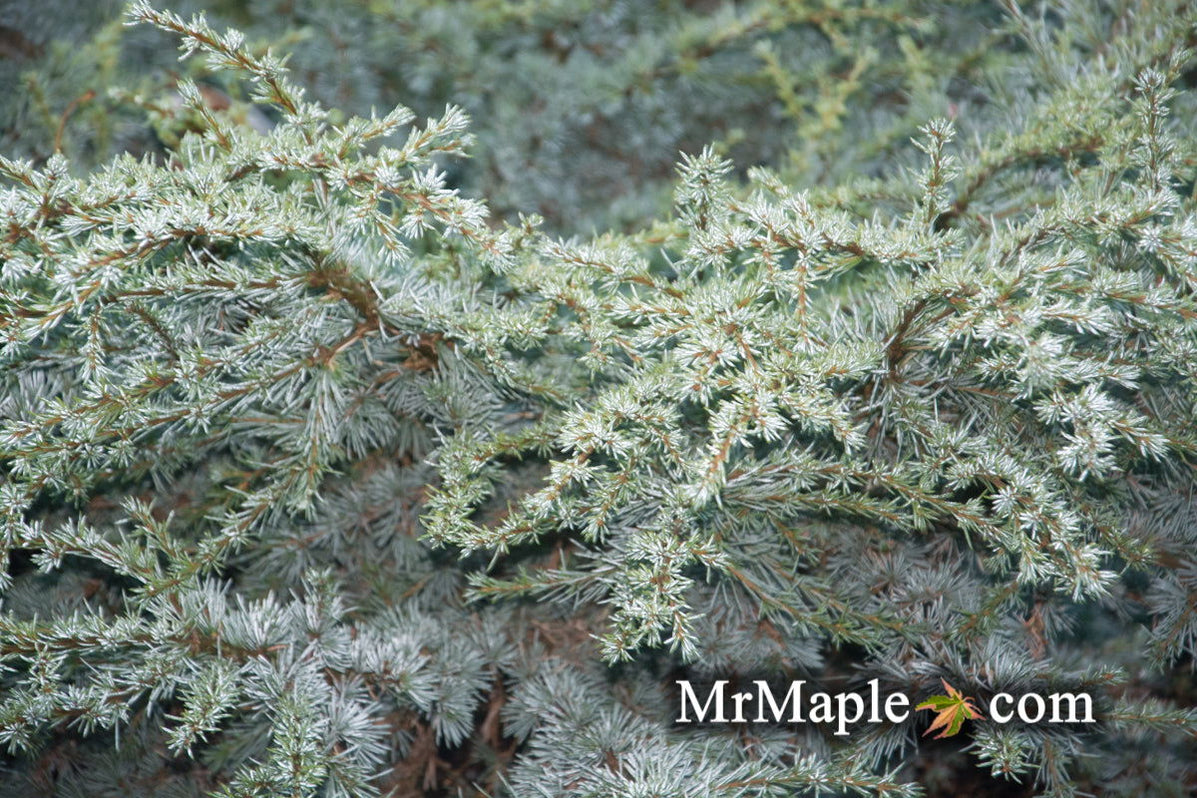 Buy Cedrus atlantica 'Sapphire Nymph' Dwarf Blue Atlas Cedar — Mr Maple ...