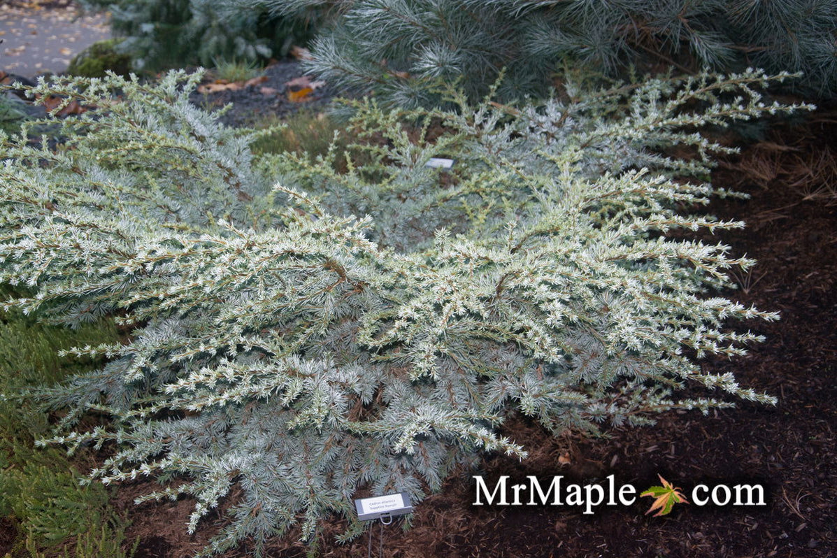 Buy Cedrus atlantica 'Sapphire Nymph' Dwarf Blue Atlas Cedar — Mr Maple ...