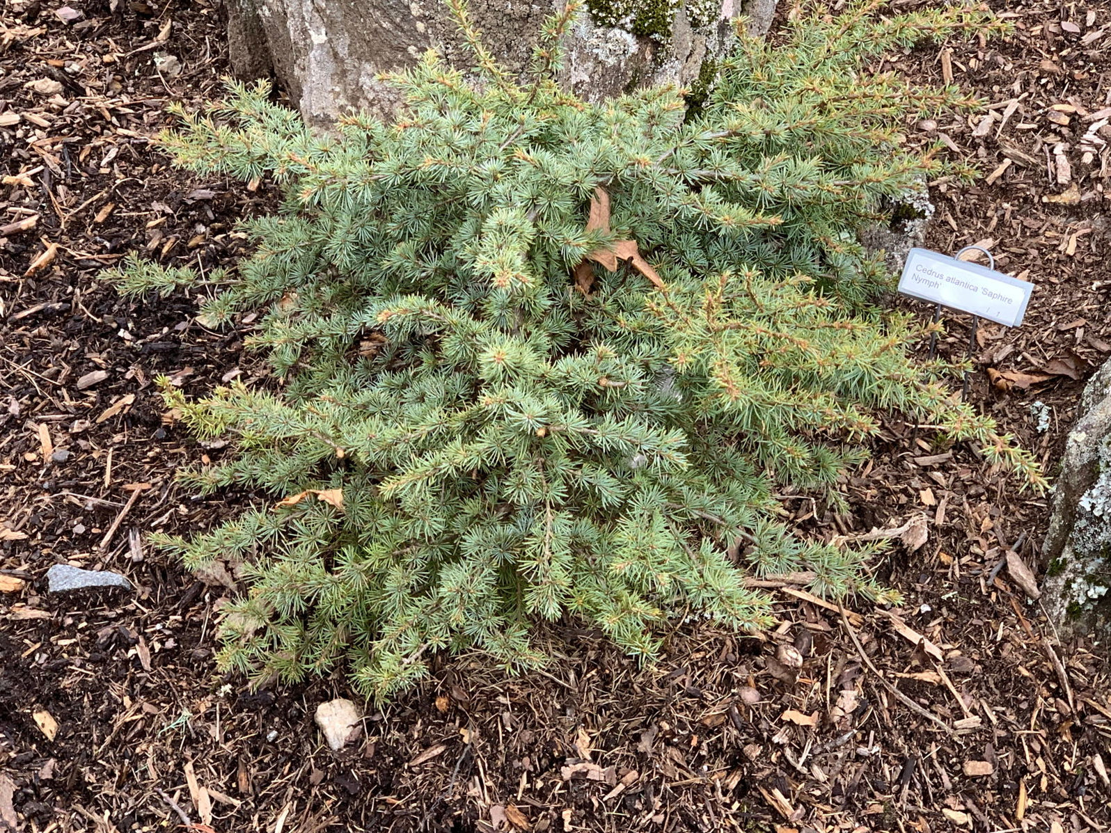 Buy Cedrus atlantica 'Sapphire Nymph' Dwarf Blue Atlas Cedar — Mr Maple ...