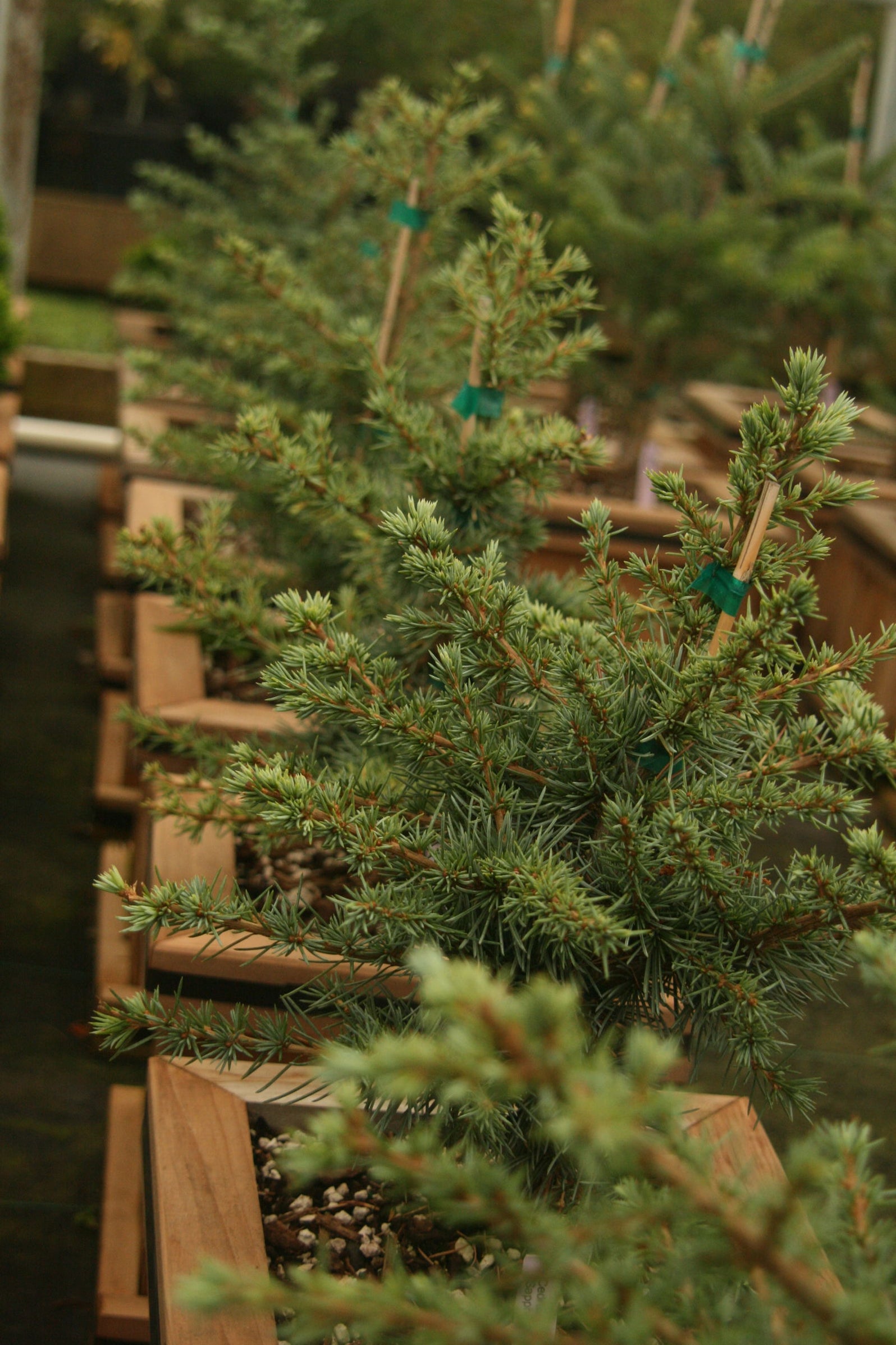 Buy Cedrus atlantica 'Sapphire Nymph' Dwarf Blue Atlas Cedar — Mr Maple ...