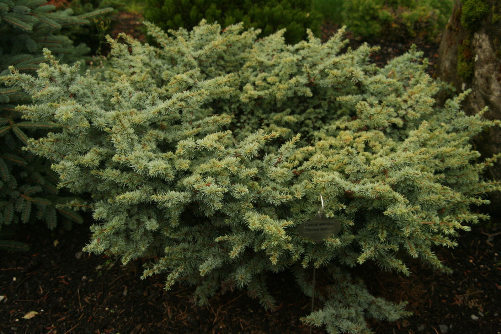 Buy Cedrus atlantica 'Sapphire Nymph' Dwarf Blue Atlas Cedar — Mr Maple ...