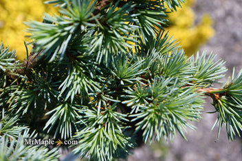 Buy Cedrus atlantica 'Sapphire Nymph' Dwarf Blue Atlas Cedar — Mr Maple ...