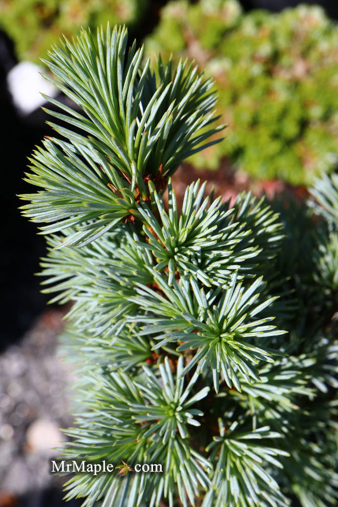 Buy Cedrus atlantica 'Sapphire Nymph' Dwarf Blue Atlas Cedar — Mr Maple ...