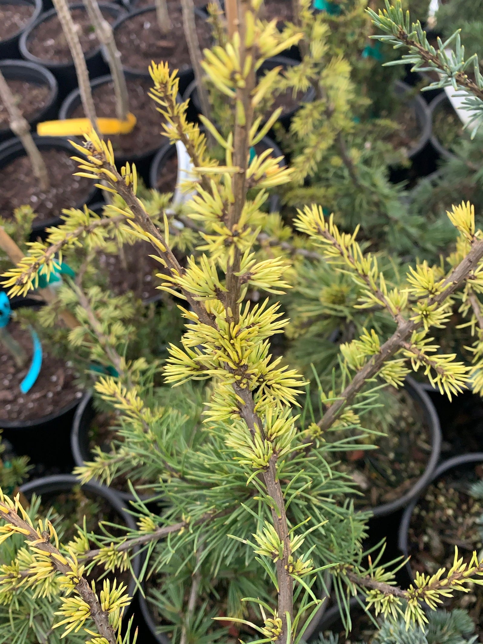 Buy Conifers — Mr Maple │ Buy Japanese Maple Trees