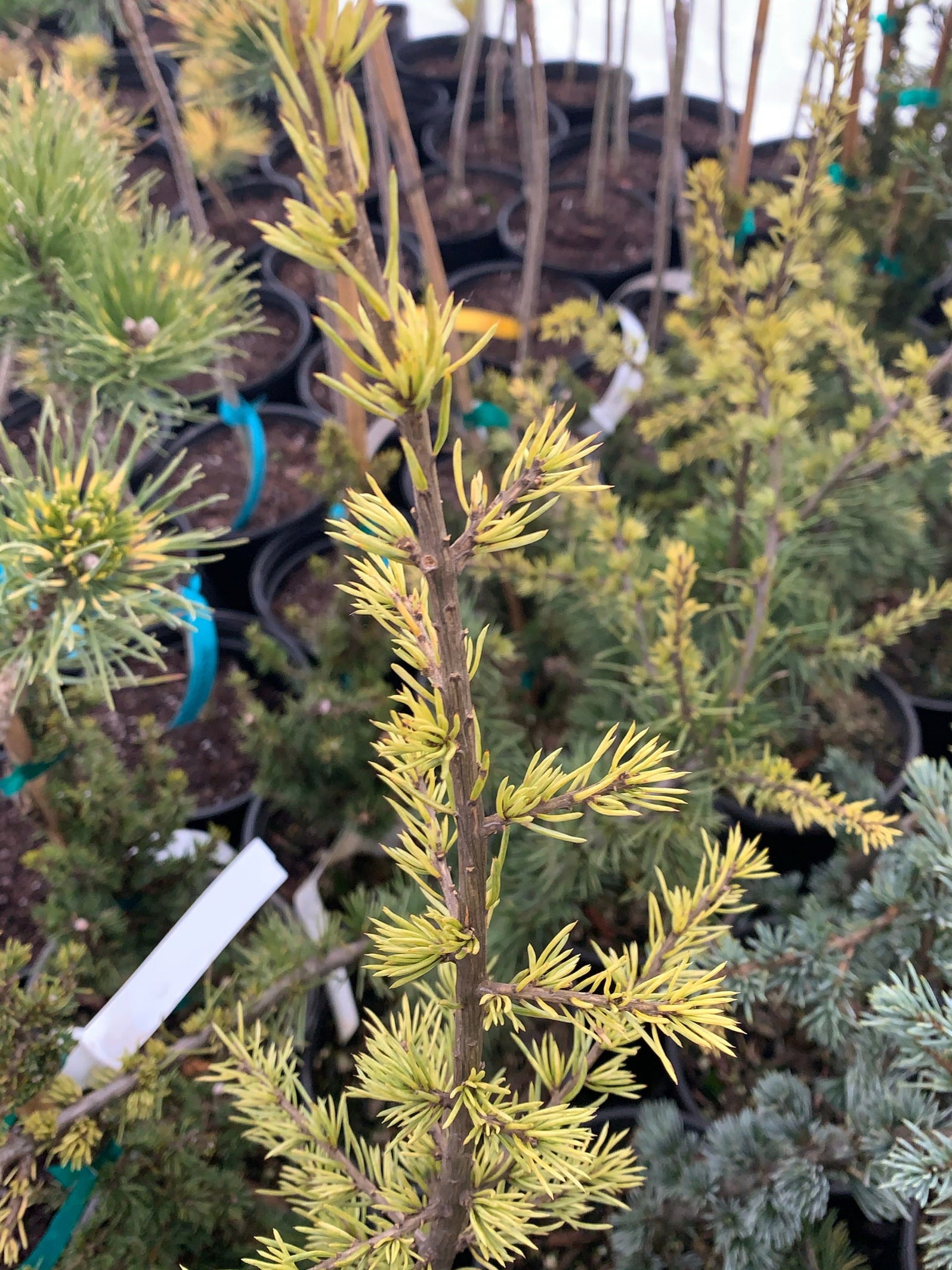 Buy Cedrus atlantica 'Silberspitz' Variegated Blue Atlas Cedar — Mr ...