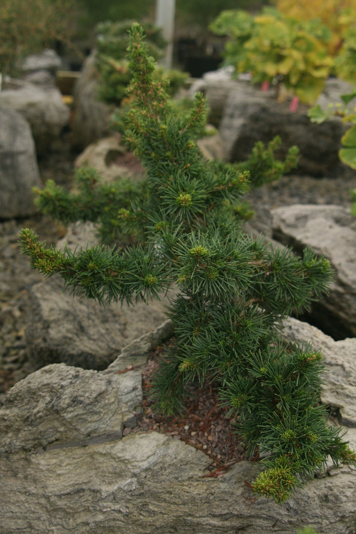 Buy Cedrus brevifloia 'Kenwith' Dwarf Cyprus Cedar — Mr Maple │ Buy ...