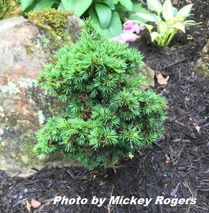 Buy Cedrus brevifloia 'Kenwith' Dwarf Cyprus Cedar — Mr Maple │ Buy ...