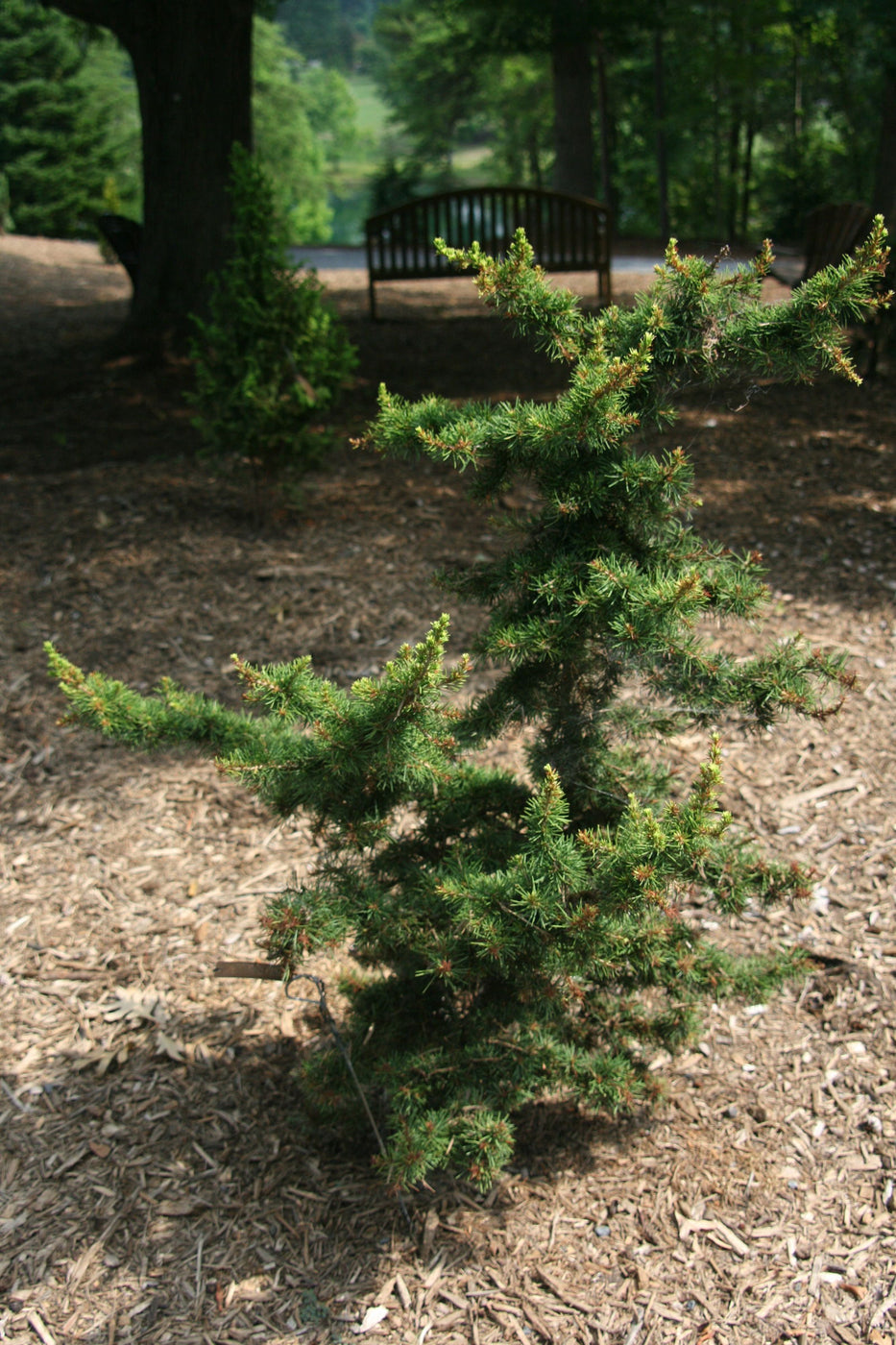 Buy Cedrus brevifloia 'Kenwith' Dwarf Cyprus Cedar — Mr Maple │ Buy ...
