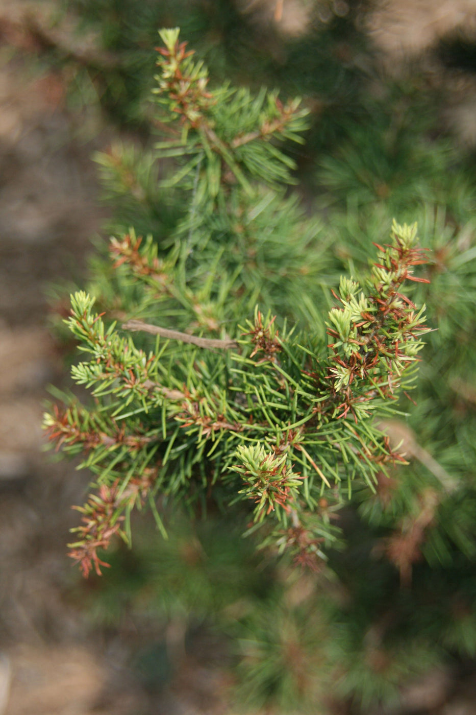 Buy Cedrus brevifloia 'Kenwith' Dwarf Cyprus Cedar — Mr Maple │ Buy ...