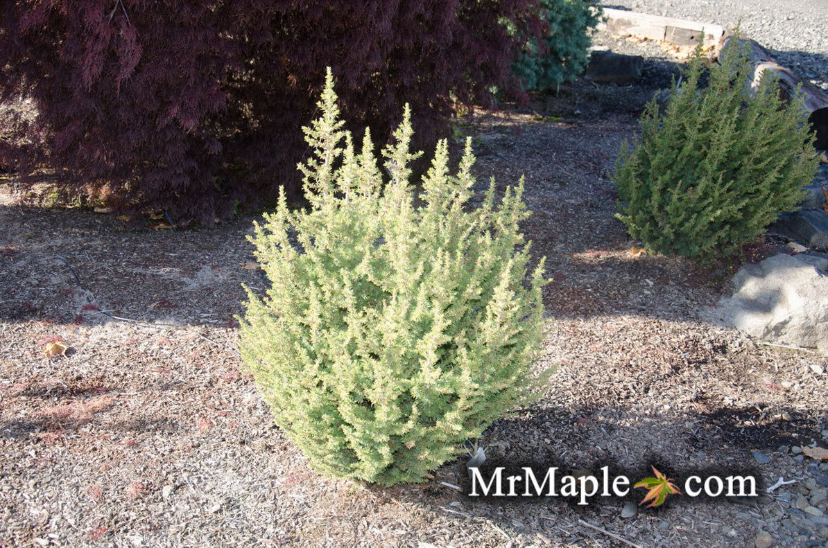 Buy Cedrus brevifloia 'Kenwith' Dwarf Cyprus Cedar — Mr Maple │ Buy ...