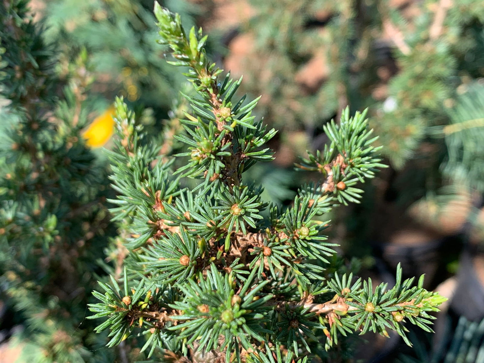 Buy Cedrus brevifloia 'Kenwith' Dwarf Cyprus Cedar — Mr Maple │ Buy ...