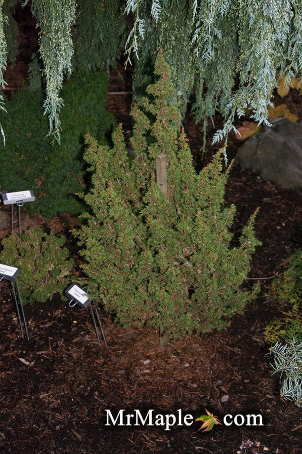 Buy Cedrus brevifloia 'Kenwith' Dwarf Cyprus Cedar — Mr Maple │ Buy ...