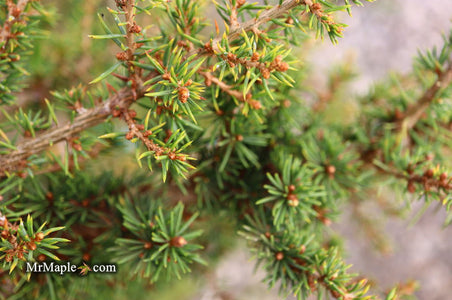 Buy Cedrus brevifloia 'Kenwith' Dwarf Cyprus Cedar — Mr Maple │ Buy ...