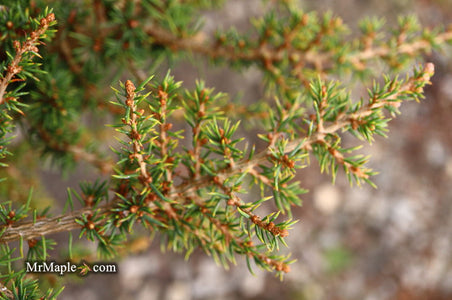 Buy Cedrus brevifloia 'Kenwith' Dwarf Cyprus Cedar — Mr Maple │ Buy ...