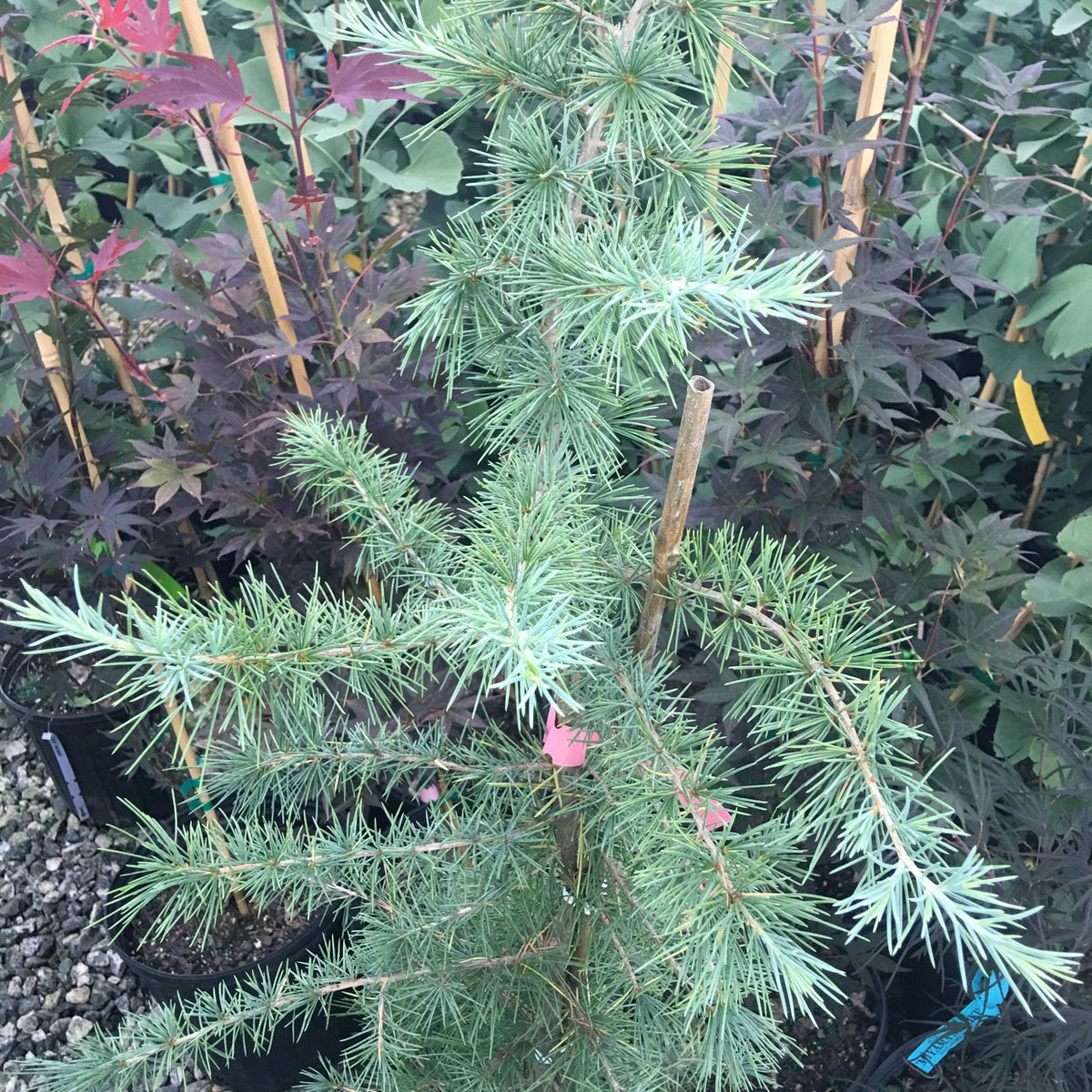 Buy Cedrus deodara 'Electra Blue' Conical Blue Deodara Cedar — Mr Maple ...
