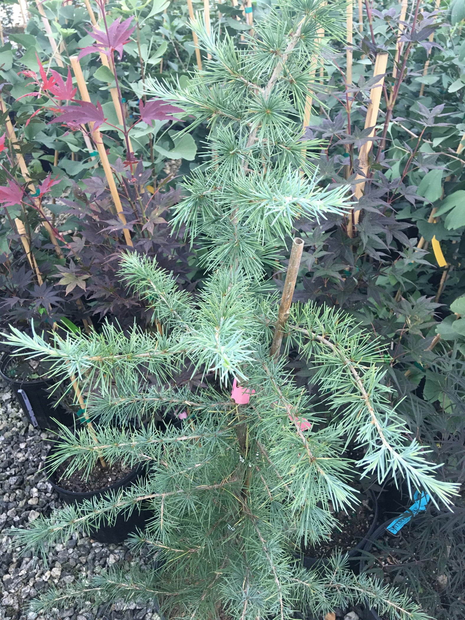 Buy Cedrus deodara 'Electra Blue' Conical Blue Deodara Cedar — Mr Maple ...