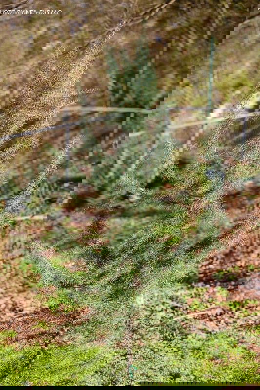 Buy Cedrus deodara 'Electra Blue' Conical Blue Deodara Cedar — Mr Maple ...