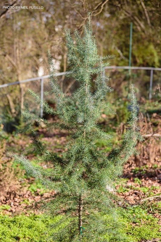 Buy Cedrus deodara 'Electra Blue' Conical Blue Deodara Cedar — Mr Maple ...