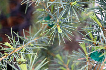 Buy Cedrus deodara 'Electra Blue' Conical Blue Deodara Cedar — Mr Maple ...