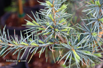 Buy Cedrus deodara 'Electra Blue' Conical Blue Deodara Cedar — Mr Maple ...