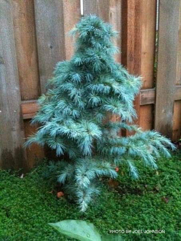 Buy Cedrus deodara 'Cream Puff' Deodara Cedar — Mr Maple │ Buy Japanese ...