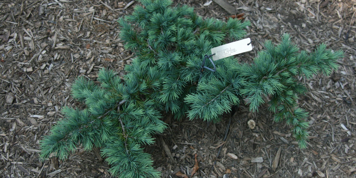 blue cedar