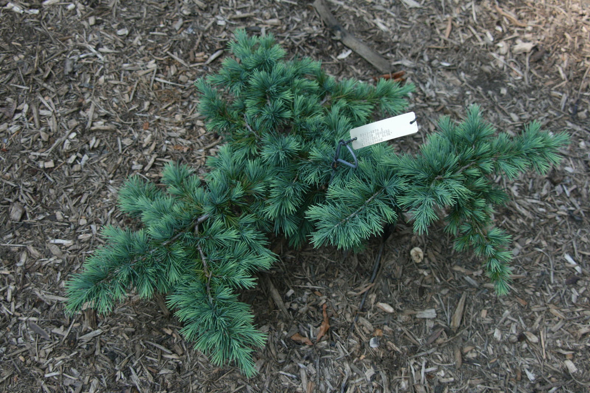 Buy Cedrus deodara 'Devinely Blue' Small Blue Cedar — Mr Maple │ Buy ...