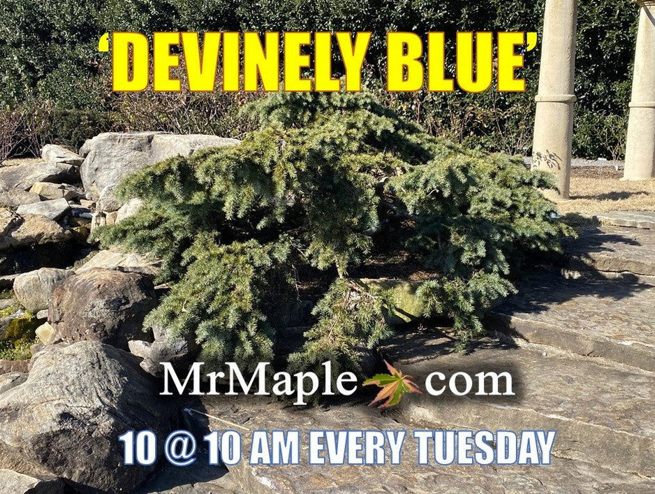 Buy Cedrus deodara 'Devinely Blue' Small Blue Cedar — Mr Maple │ Buy ...