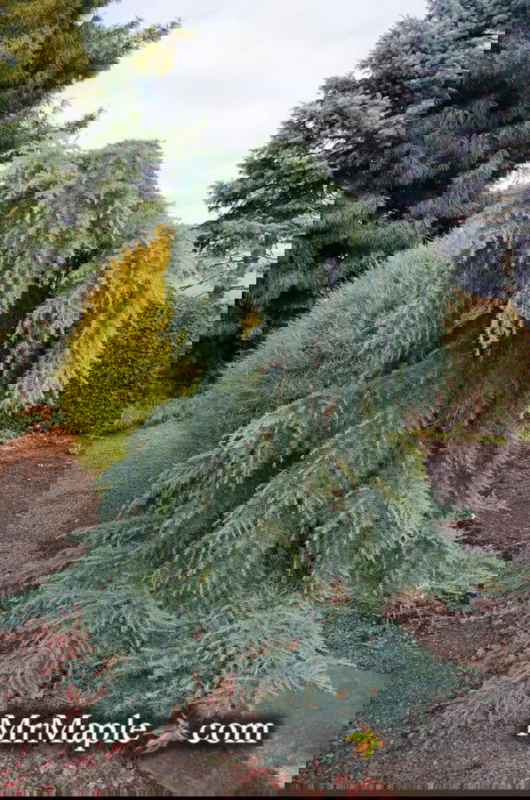 Buy Cedrus deodara 'Feelin' Blue' Weeping Blue Himalayan Cedar — Mr ...