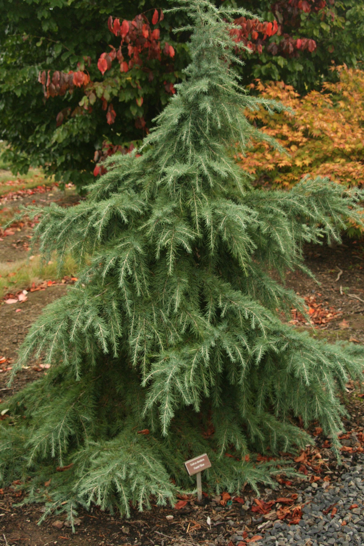 Buy Cedrus deodara 'Feelin' Blue' Weeping Blue Himalayan Cedar — Mr ...