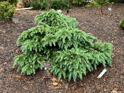 Buy Cedrus deodara 'Feelin' Blue' Weeping Blue Himalayan Cedar — Mr ...