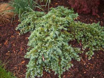 Buy Cedrus deodara 'Feelin' Blue' Weeping Blue Himalayan Cedar — Mr ...