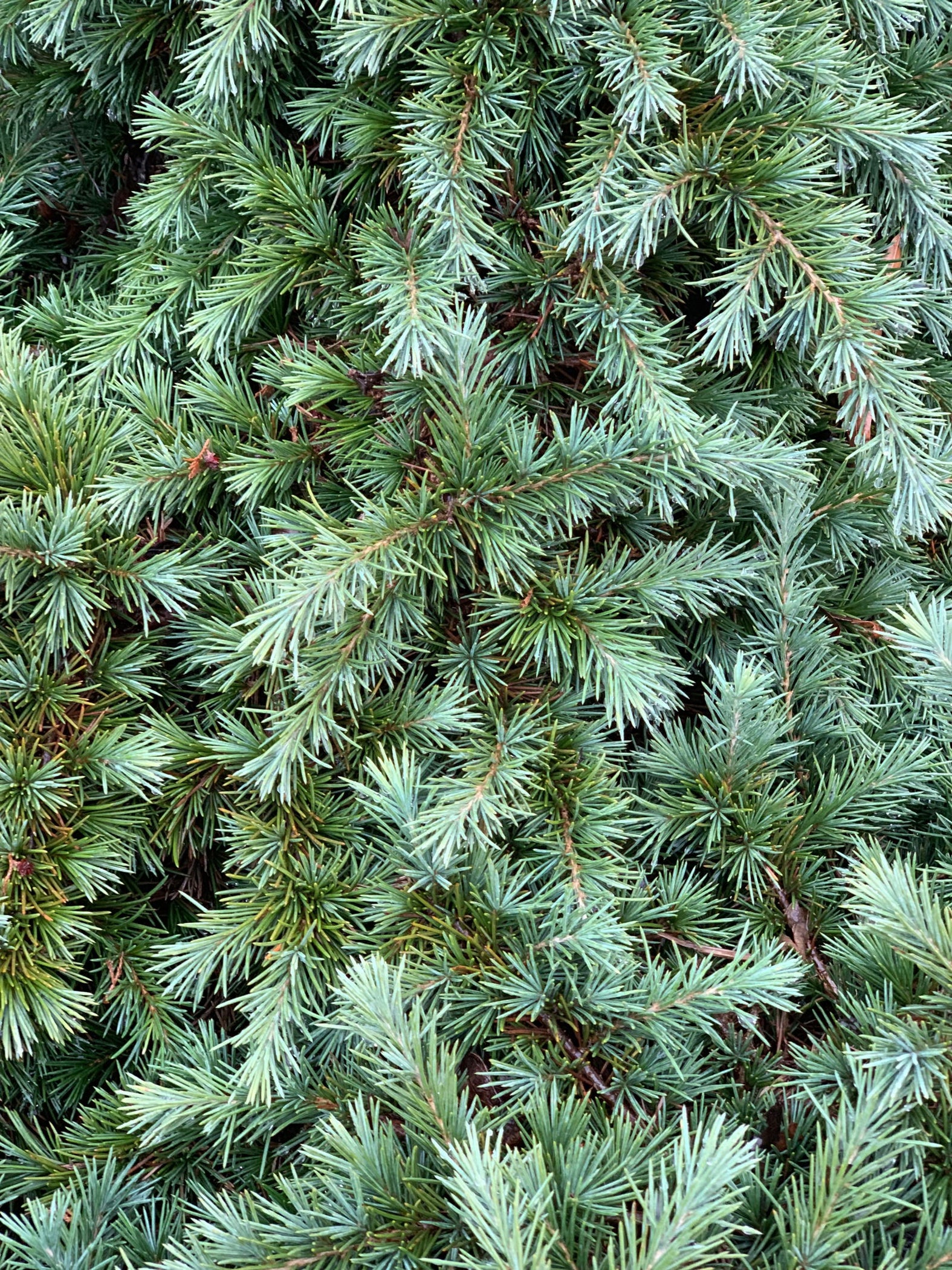 Buy Cedrus deodara 'Feelin' Blue' Weeping Blue Himalayan Cedar — Mr ...