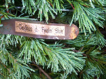 Buy Cedrus deodara 'Feelin' Blue' Weeping Blue Himalayan Cedar — Mr ...
