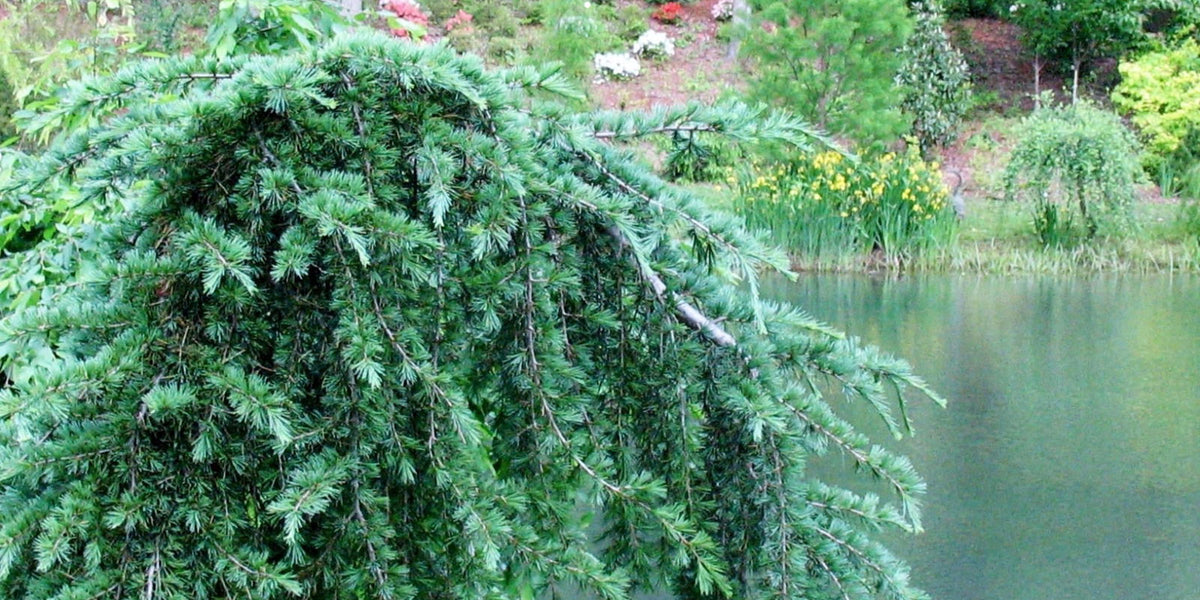 Buy Cedrus deodara 'Girard’s Weeping’ Weeping Deodara Cedar — Mr Maple ...