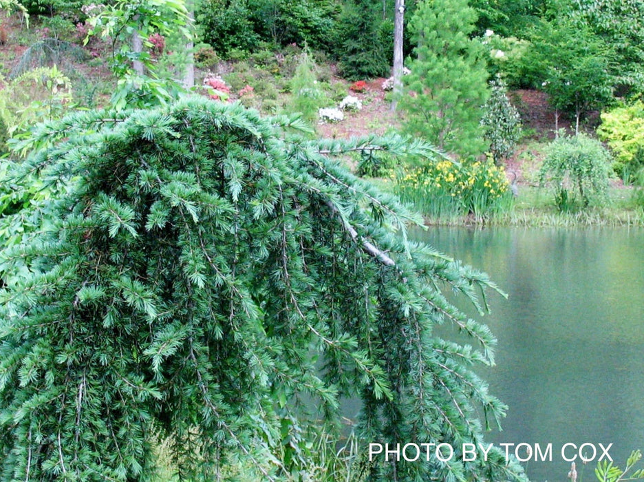 Buy Cedrus deodara 'Girard’s Weeping’ Weeping Deodara Cedar — Mr Maple ...